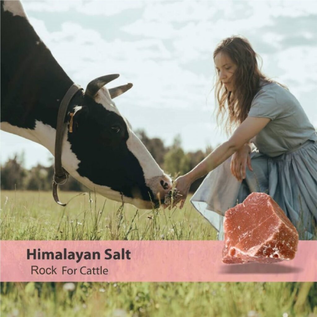 Himalayan Salt Rock for Cattle 45 Lbs Bag - Himalayan Koh