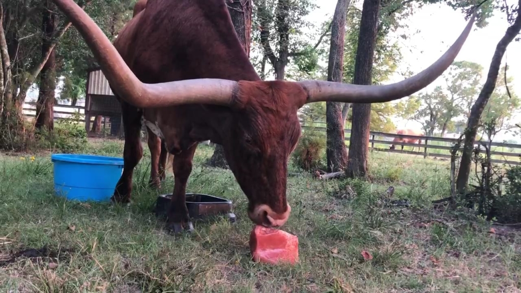 Photos - Himalayan Koh